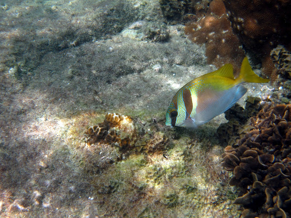 Double-barred rabbitfish | Project Noah