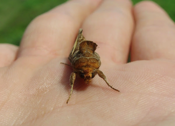 Golden Plusia | Project Noah