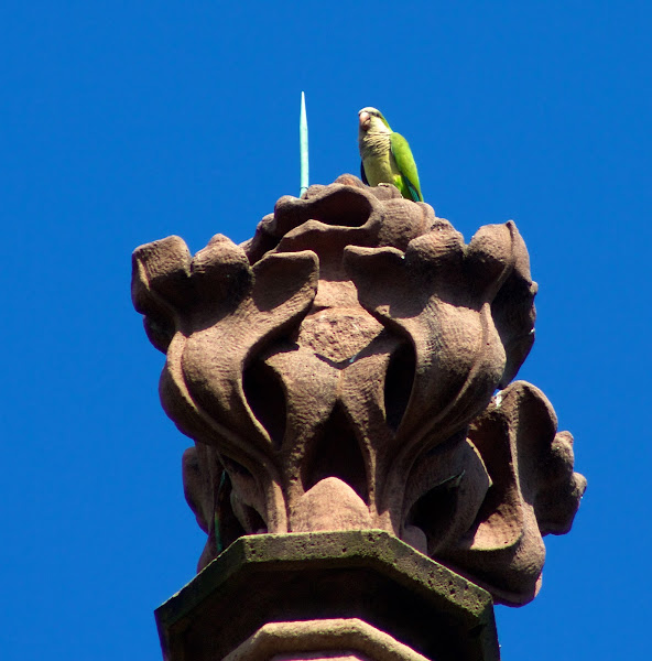 Monk Parakeet | Project Noah