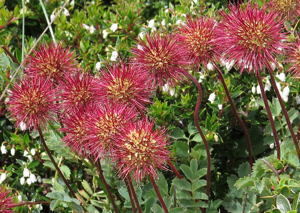 Stick-Tight | Project Noah