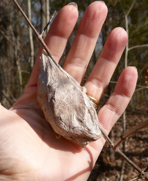 Cecropia moth (cocoon) | Project Noah