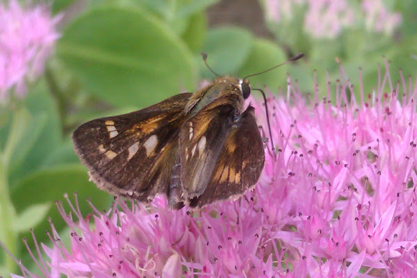 Clouded Skipper | Project Noah