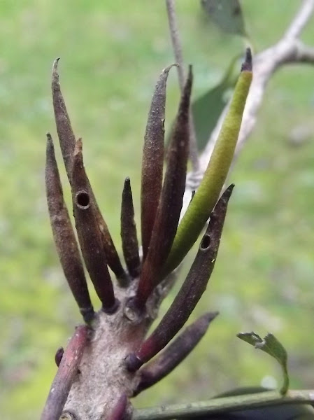 stem gall | Project Noah