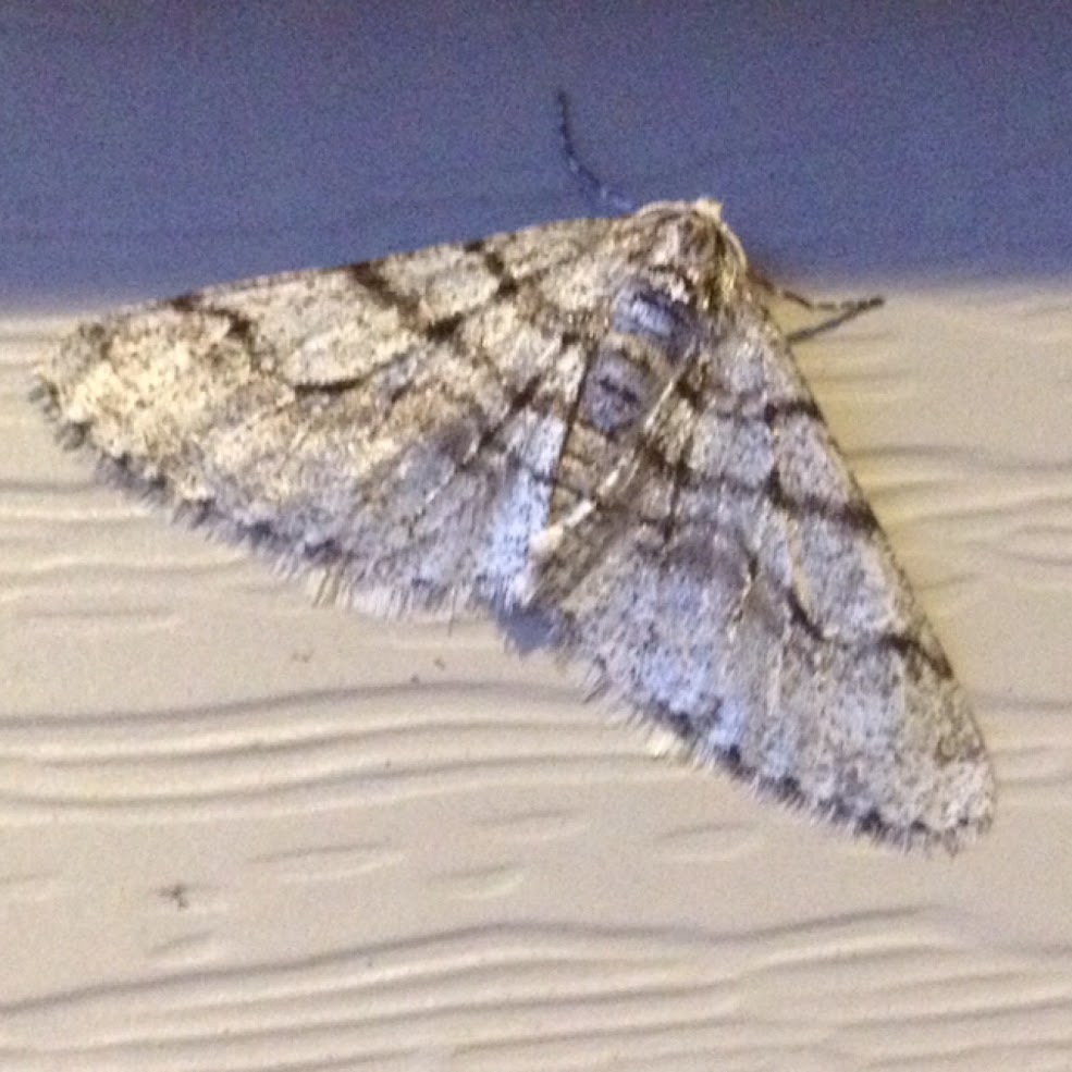 Redirecting to https://projectnoah.org/spotting/523368