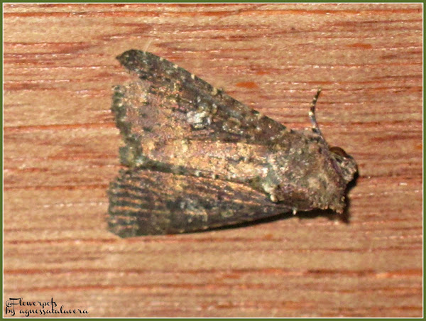 Condica Noctuid Moth | Project Noah