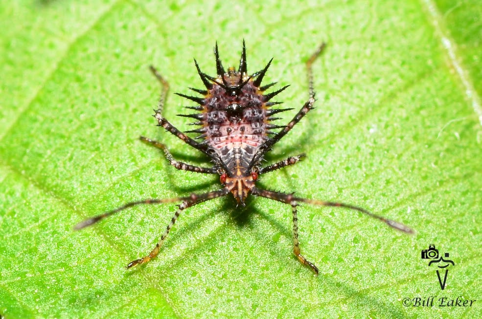 Helmeted Squash Bug Nymph | Project Noah