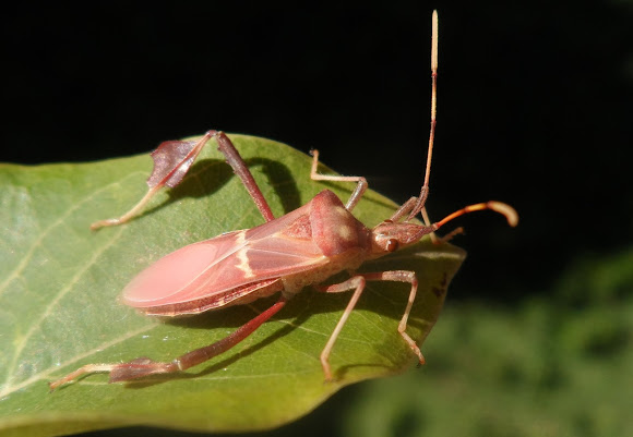 L. zonatus | Project Noah