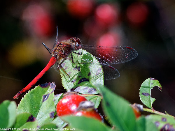 Autumn Meadowhawk dragonfly (male) | Project Noah