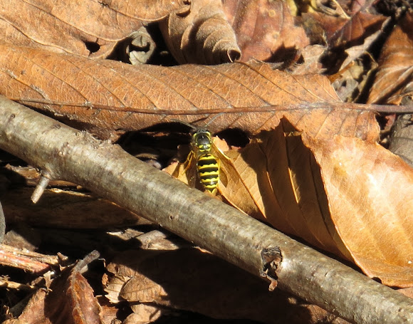 Yellow Jacket Bee | Project Noah
