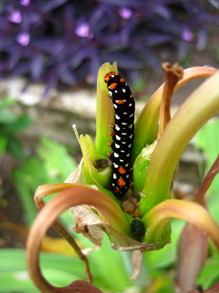 Lily Moth Caterpillar | Project Noah