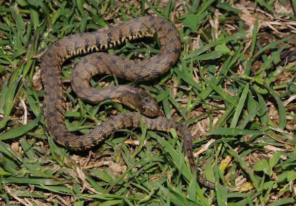 Diamond-backed watersnake (juvenile) | Project Noah