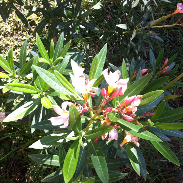 Laurel en flor | Project Noah