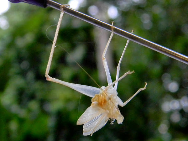 katydid exoskeleton | Project Noah