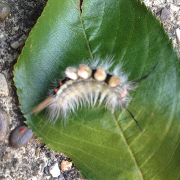 White-marked Tussock Moth Caterpillar | Project Noah