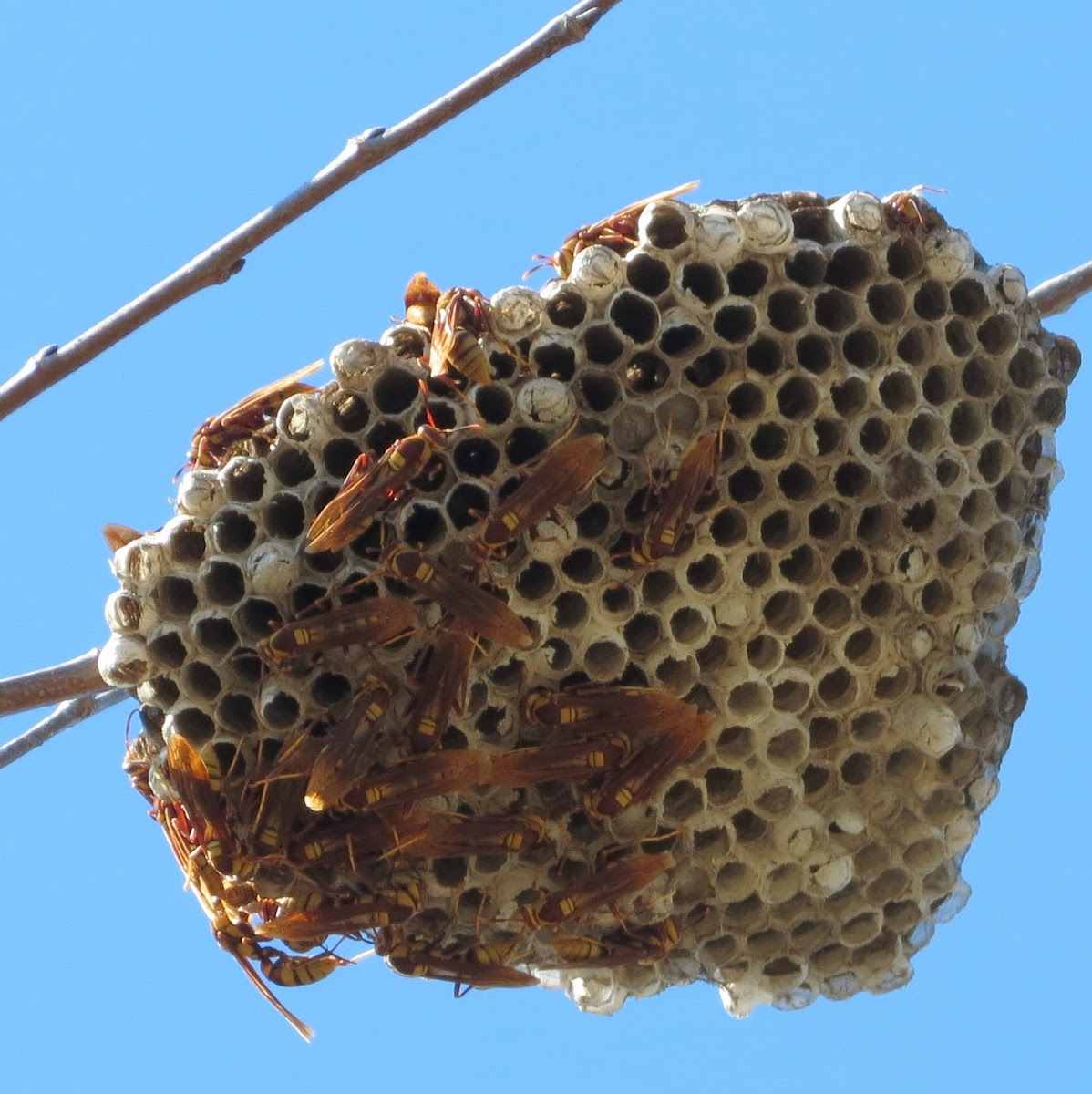 Paper Wasp | Project Noah