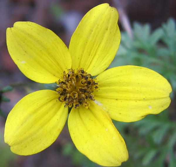 Bush Daisy | Project Noah