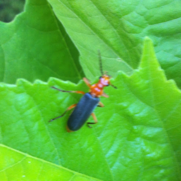 Spotting | Project Noah