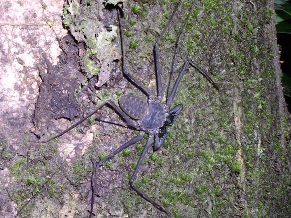 Whip spider | Project Noah