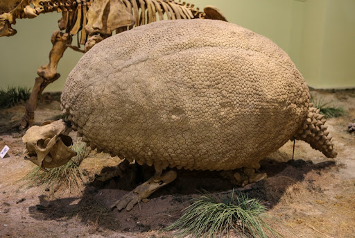 Glyptodon clavipes - Gwacheon Natioanl Science Museum — Google Arts ...
