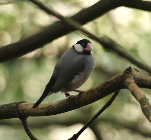 Java Sparrow | Project Noah