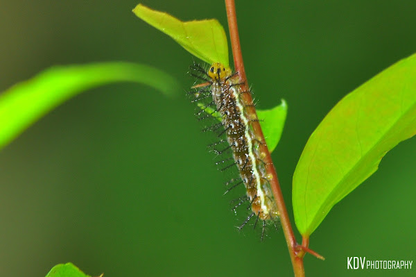 Rustic Caterpillar | Project Noah