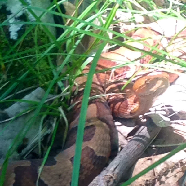 Copperhead | Project Noah