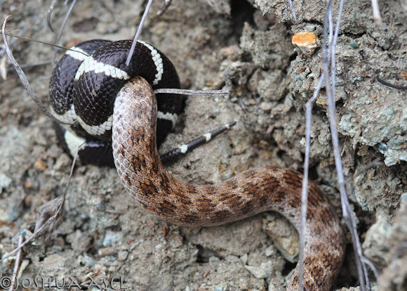 Gopher Snake Eating