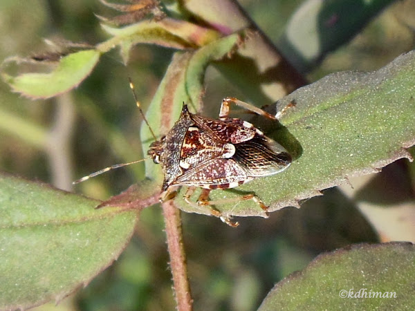 Predatory Sting Bug | Project Noah