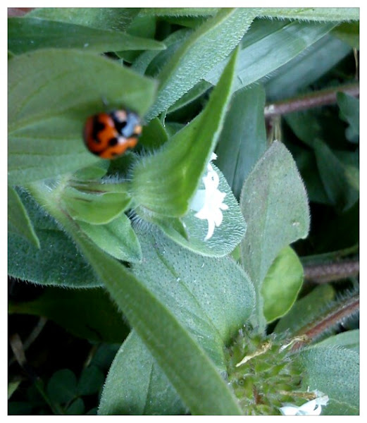 ladybugs | Project Noah