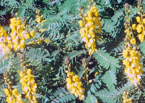 Cassia shrub | Project Noah
