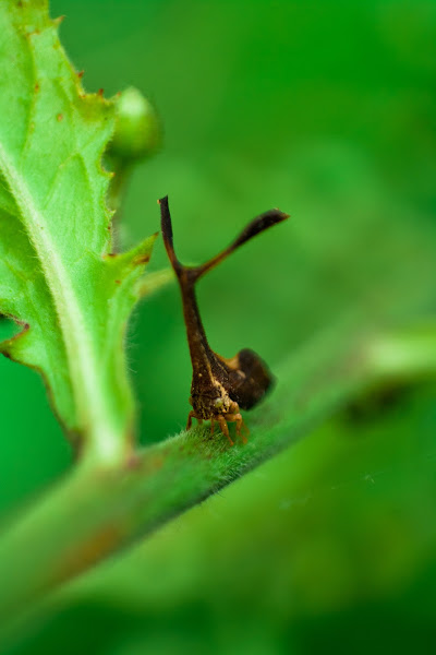 Membracid Planthopper | Project Noah