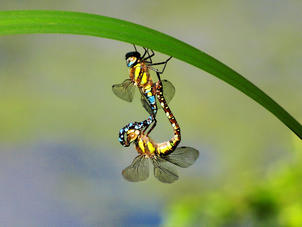 Common Hawker | Project Noah