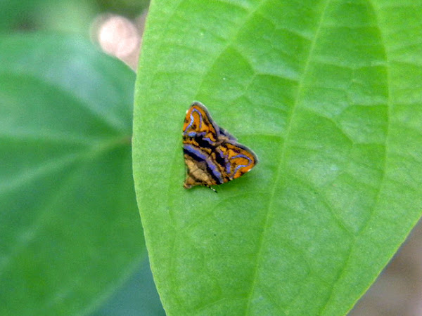 metalmark moth | Project Noah