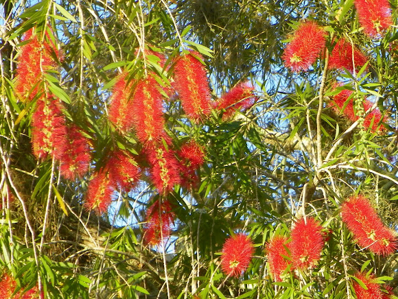Bottlebush Tree | Project Noah