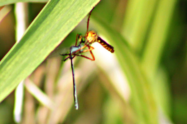 Hanging Thieves Robber Fly | Project Noah