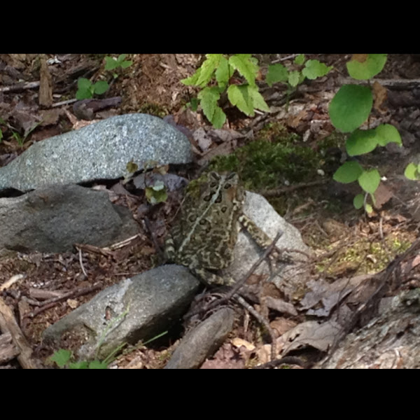 American Toad | Project Noah