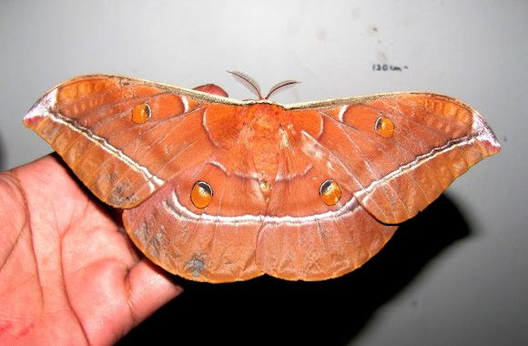 Moga Silk Moth | Project Noah