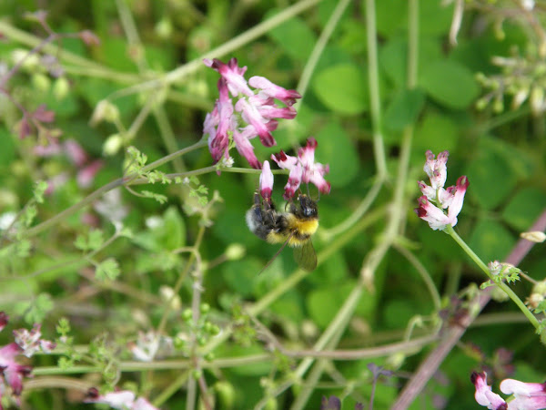 Abeja(es)Abella(gal) | Project Noah