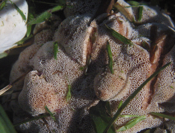 Blushing Rosette | Project Noah