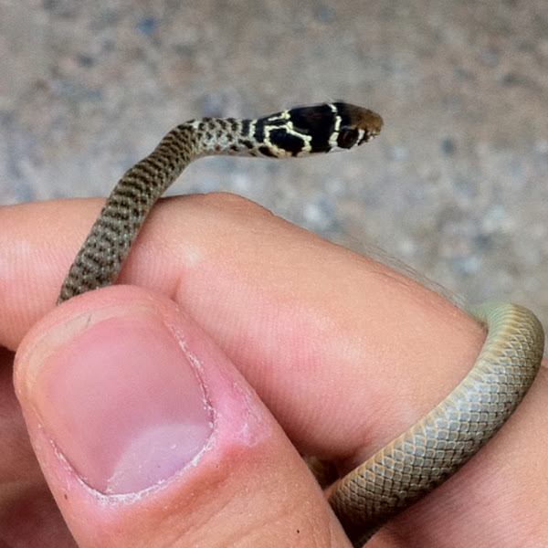 Green whip snake | Project Noah