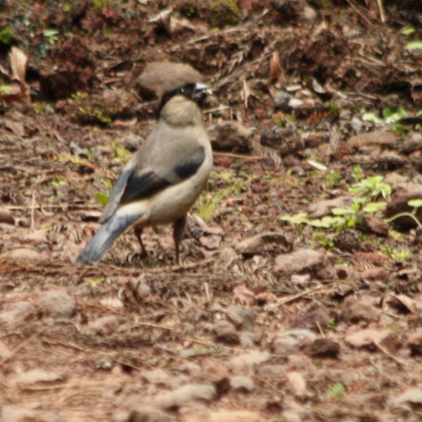 Priolo / Azores Bullfinch | Project Noah