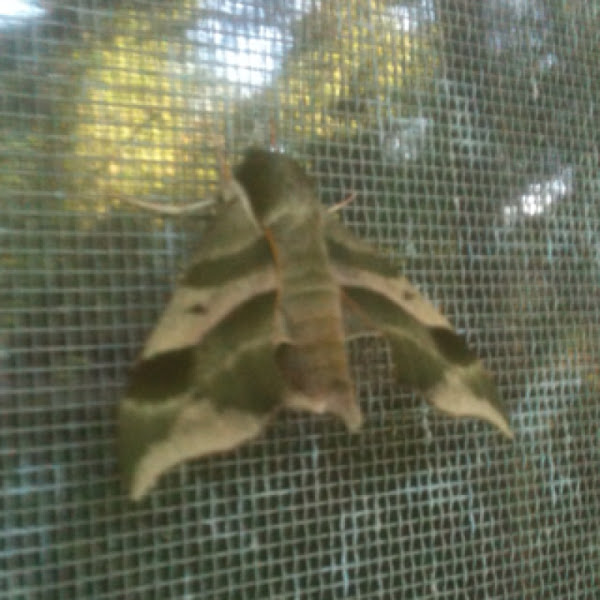 Sphinx Moth | Project Noah