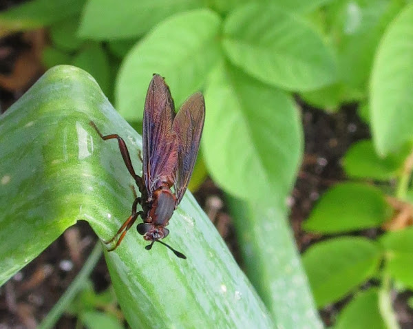 Mydas Fly | Project Noah