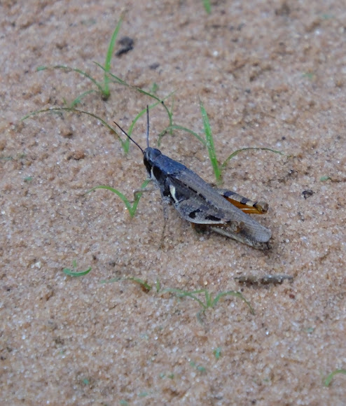 grasshopper | Project Noah