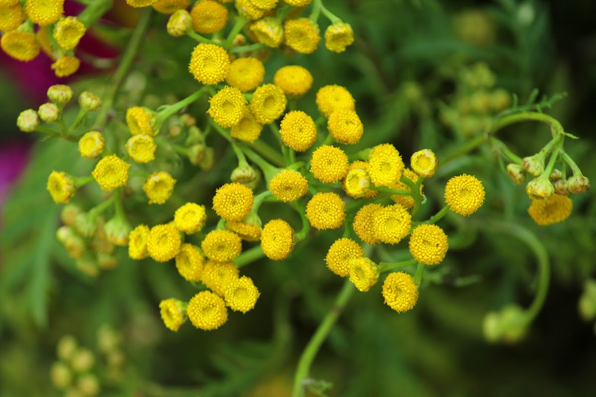 Yellow Button Mums | Project Noah