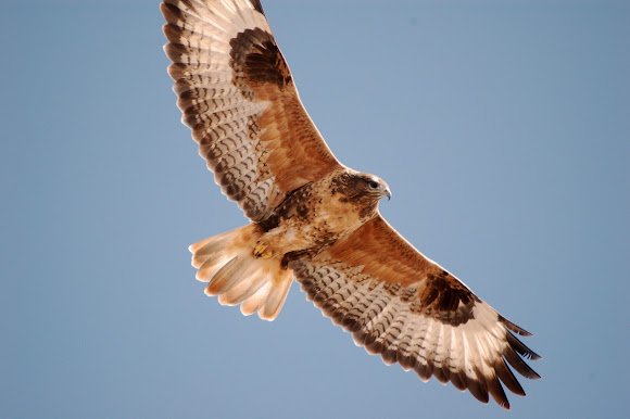 Upland buzzard | Project Noah