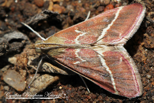 Volupial Pyrausta Moth | Project Noah