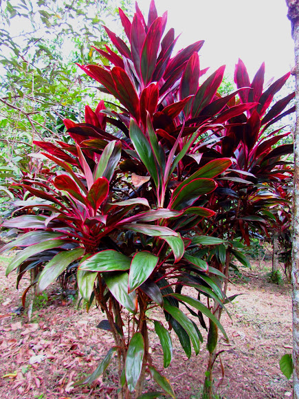 Ti plant | Project Noah