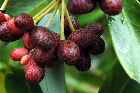 Canelo | Project Noah