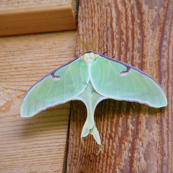 Ohio Lepidoptera | Project Noah